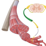 Muscle strength testing – The most important test for lumbar ...