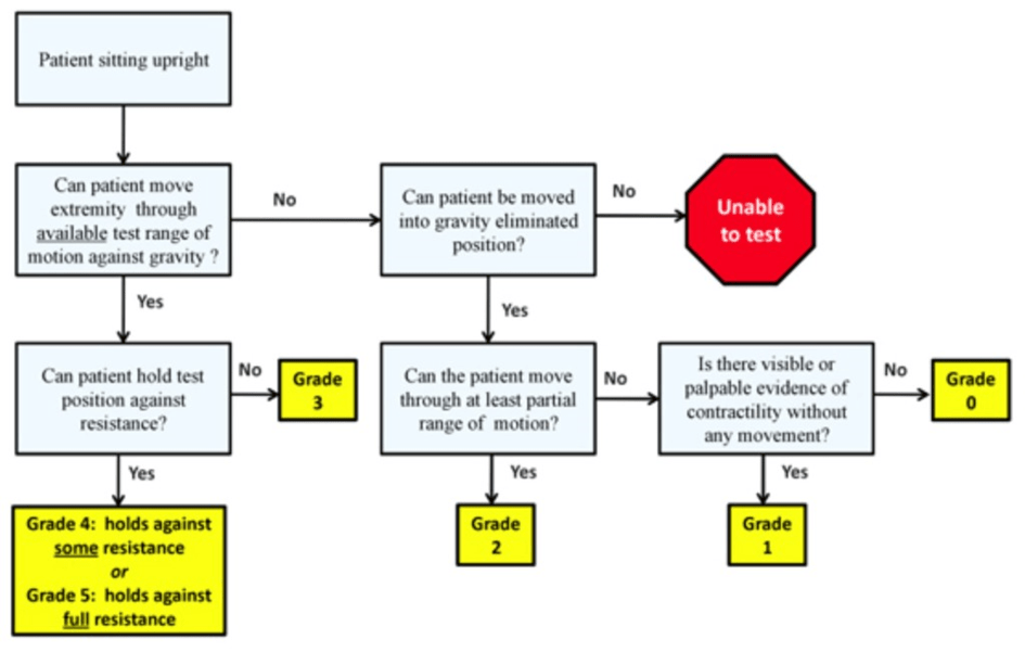 Muscle strength testing – The most important test for lumbar ...