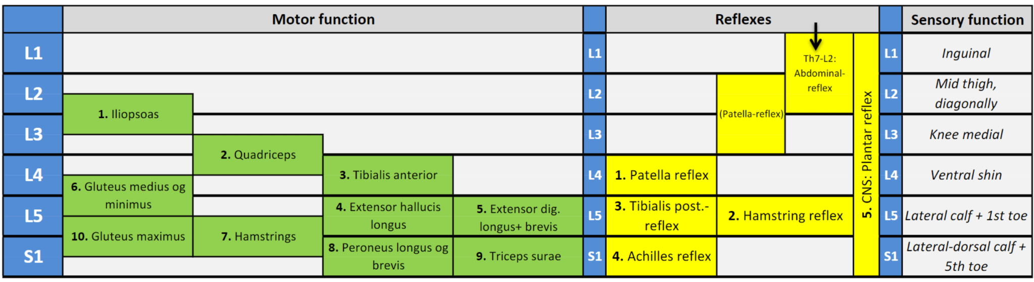 How to diagnose disc herniation with sciatica, part 2: Physical ...