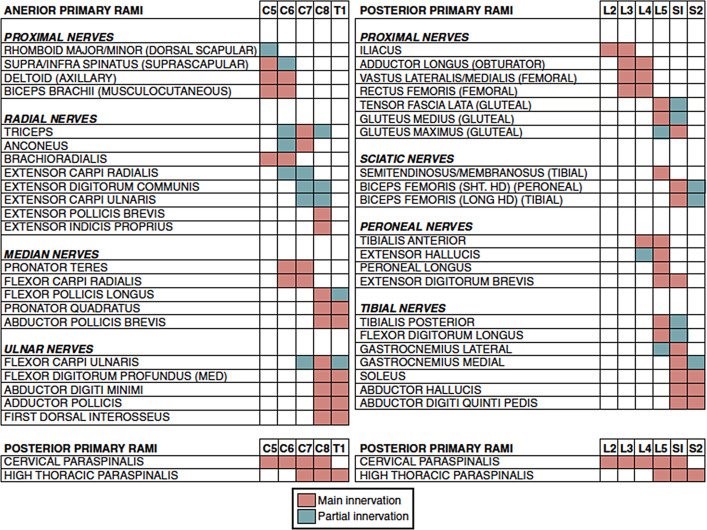 Nerve Root Muscle Innervation Chart The Cutaneous Innervation Of The