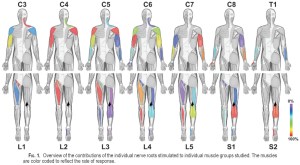 Muscle strength testing – The most important test for lumbar ...