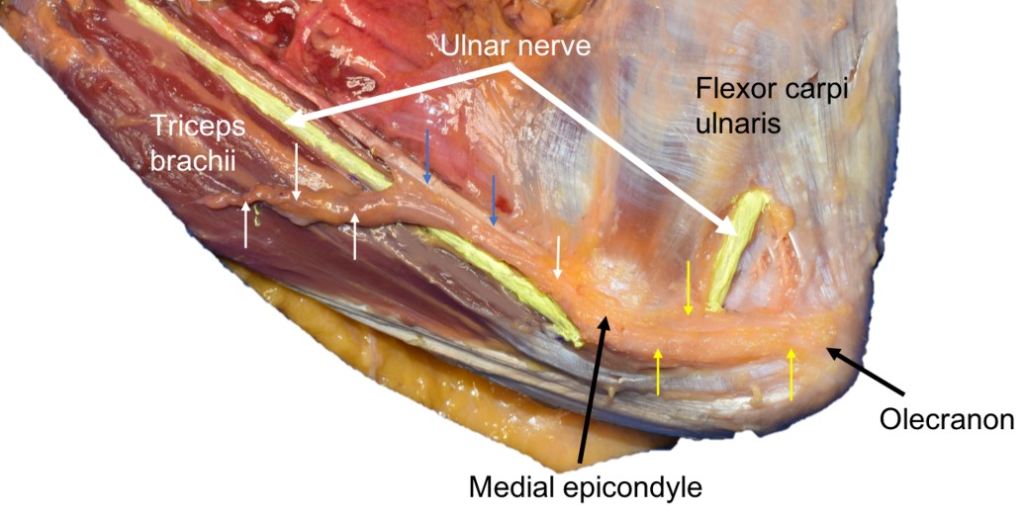 Neurodynamic tests – part 1 – The Scandi Physio