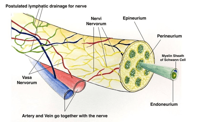 Neurodynamic tests – part 1 – The Scandi Physio