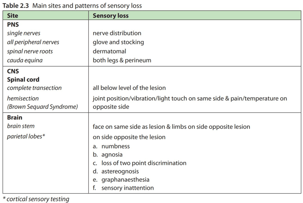 Sensory exam, Part 1: What is Tested and Why? – The Scandi Physio ...