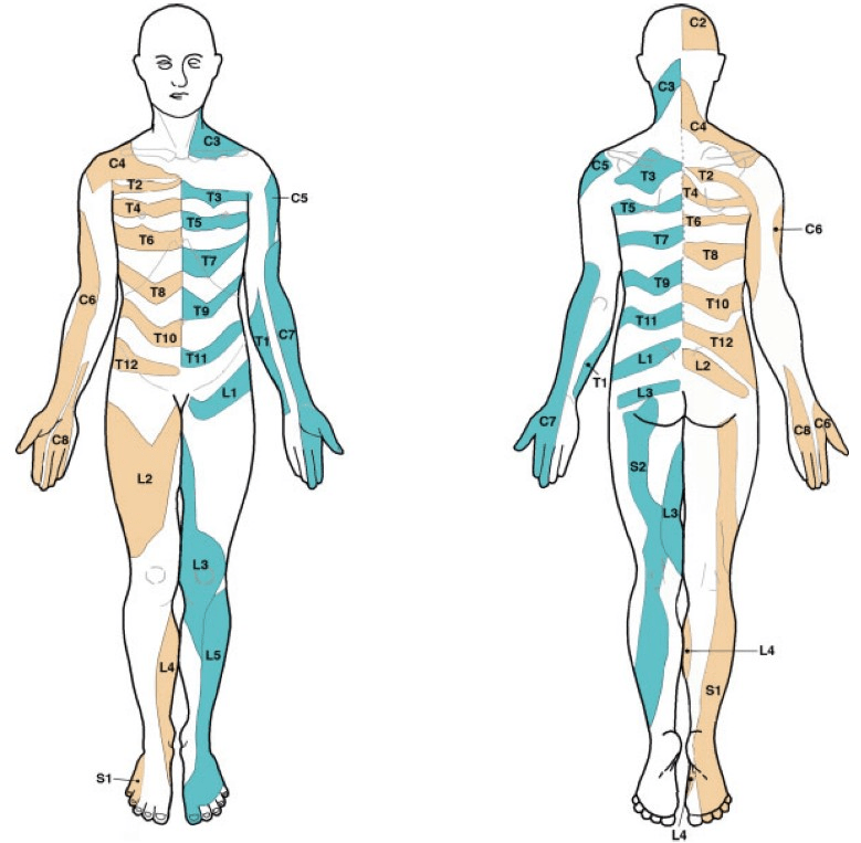 Sensory exam, part 3: Which dermatome map is the best? – The Scandi Physio