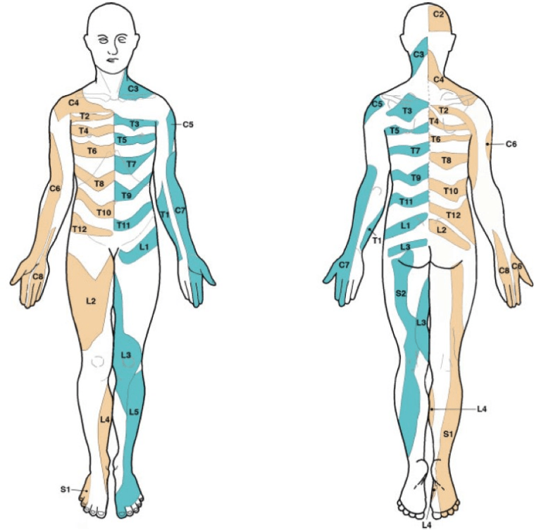 Sensory exam, part 3: Which dermatome map is the best? – The Scandi ...