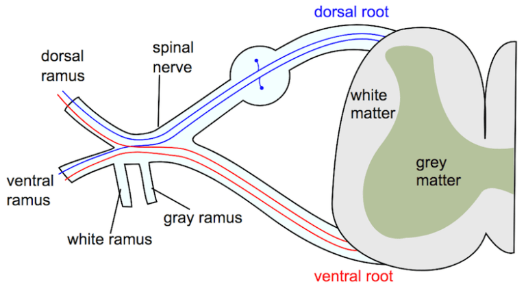 Sensory exam, part 3: Which dermatome map is the best? – The Scandi ...