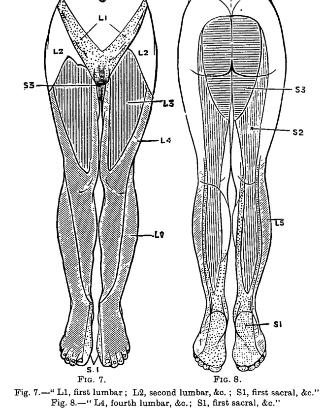 Sensory exam, part 3: Which dermatome map is the best? – The Scandi Physio